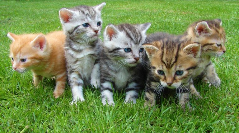 Kitty Shower Games – Kitten Shower Party Games